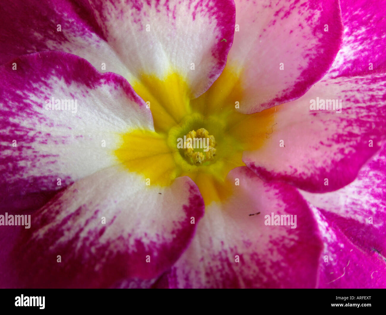 Primula perennial hi-res stock photography and images - Alamy