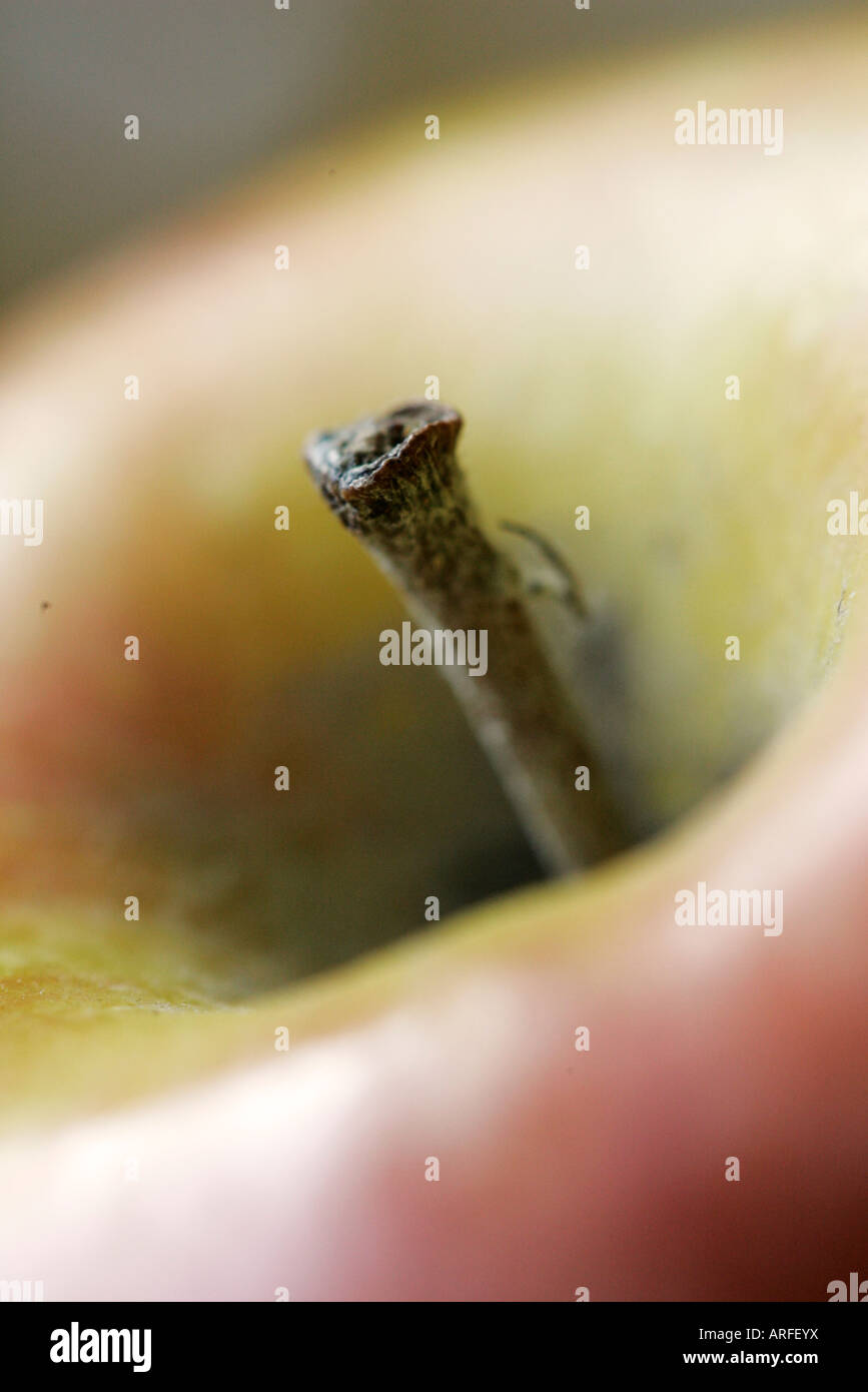 Modified stem hi-res stock photography and images - Alamy