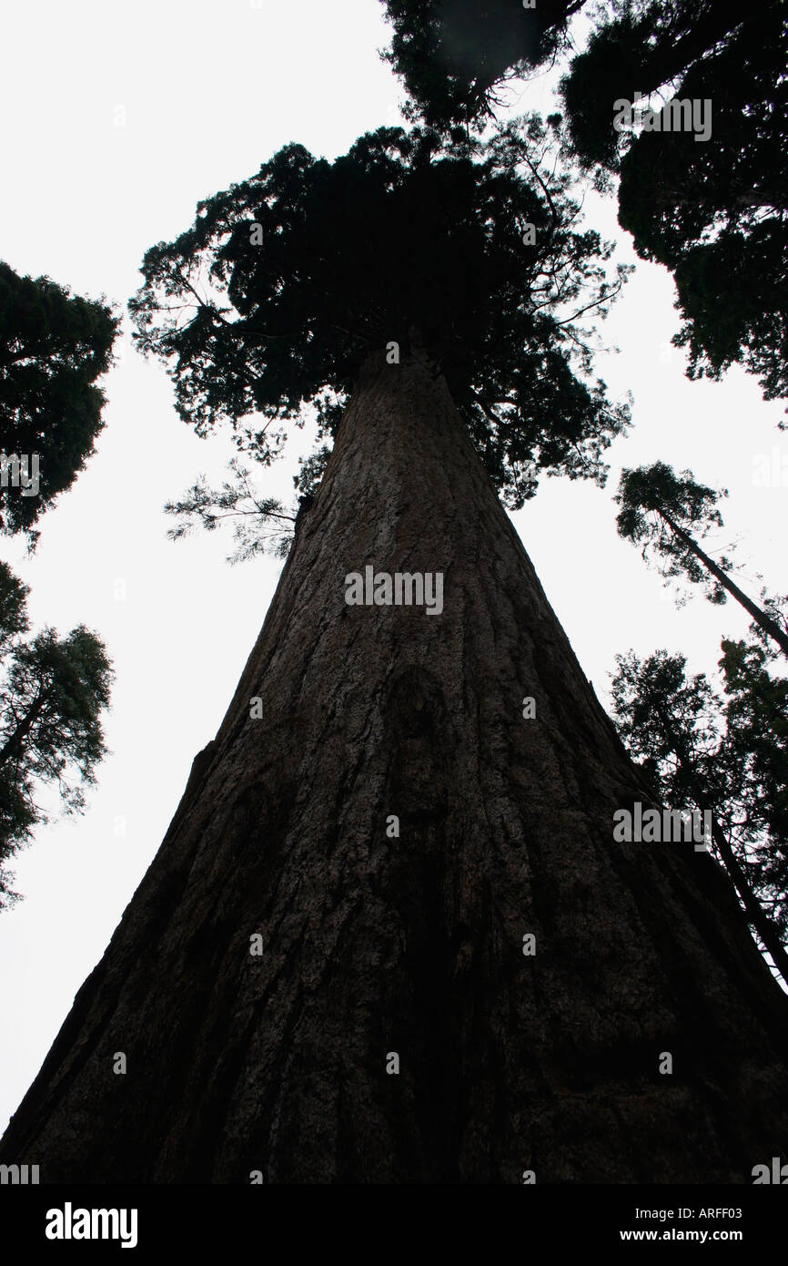Looking up from underneath a giant redwood tree Stock Photo - Alamy