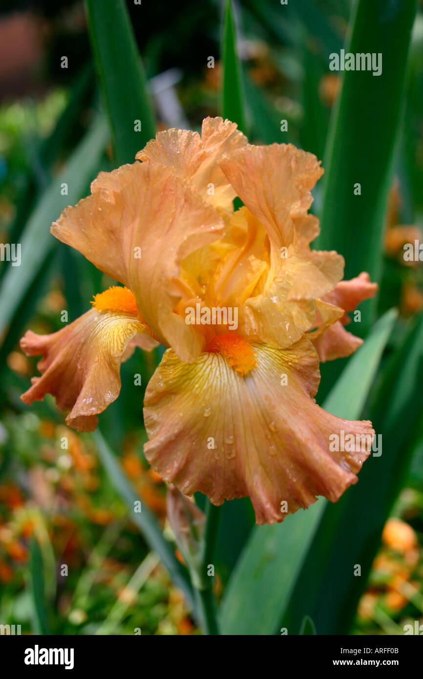 Rust colored flower hi-res stock photography and images - Alamy