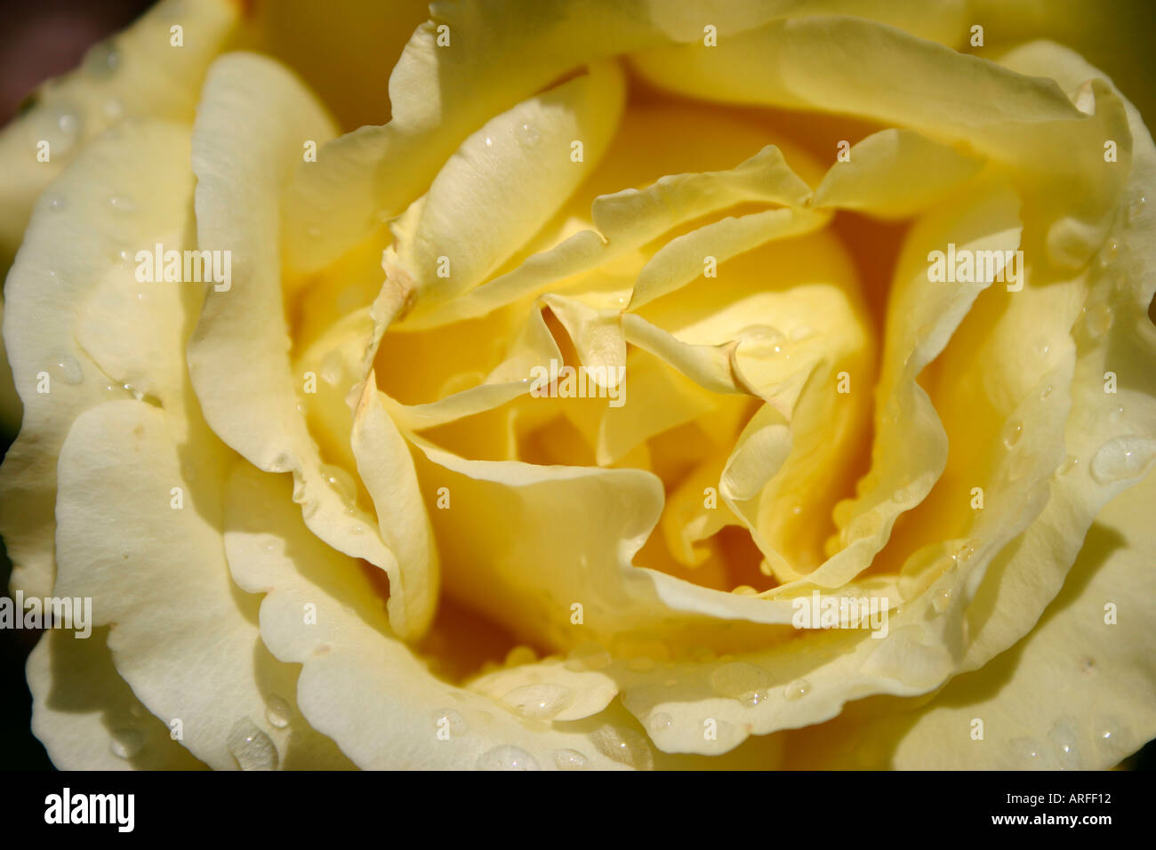 Yellow rose close up Stock Photo - Alamy