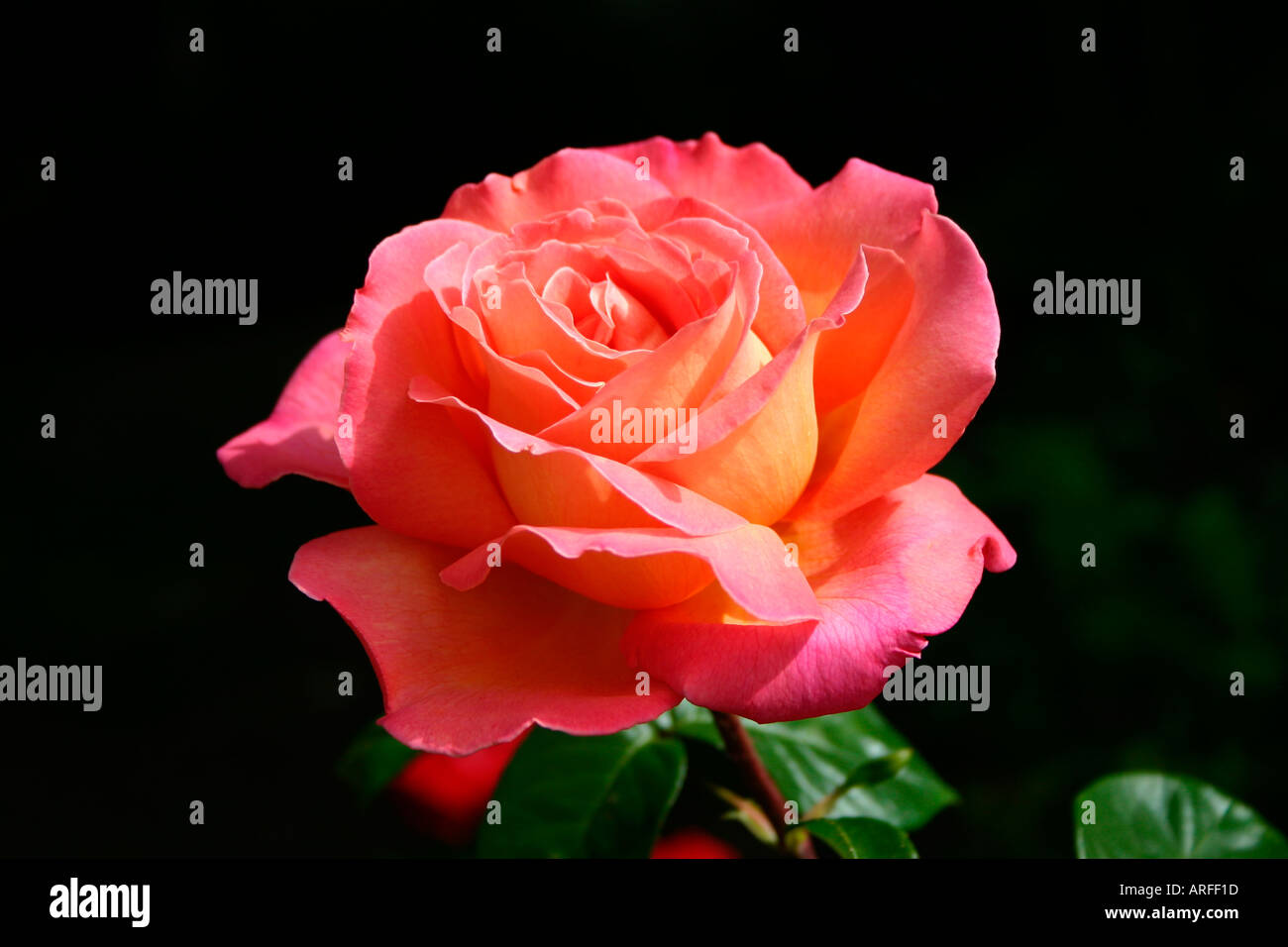 Pink and orange rose Stock Photo - Alamy