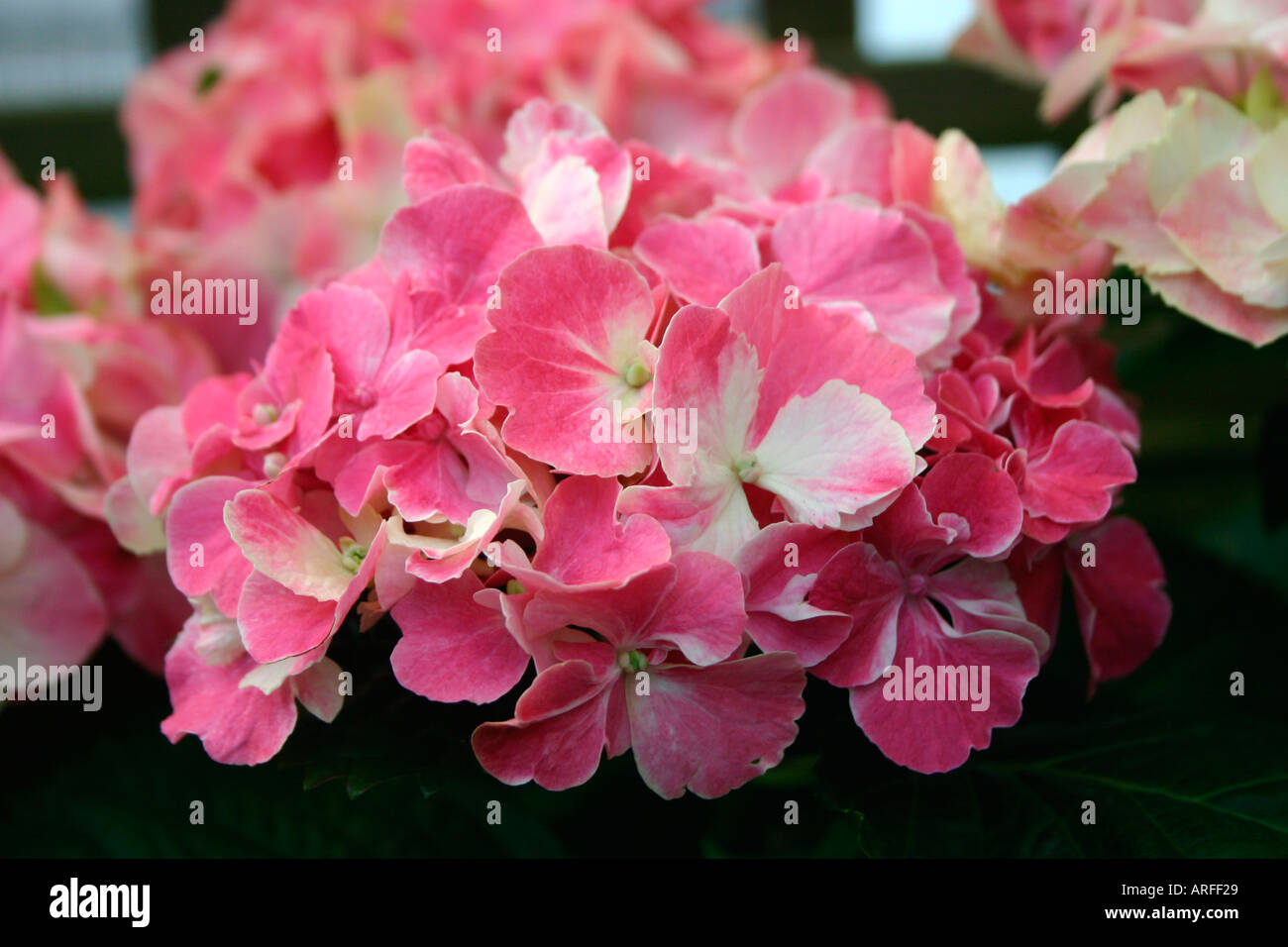 Pink and white hydrangea flowers Stock Photo - Alamy