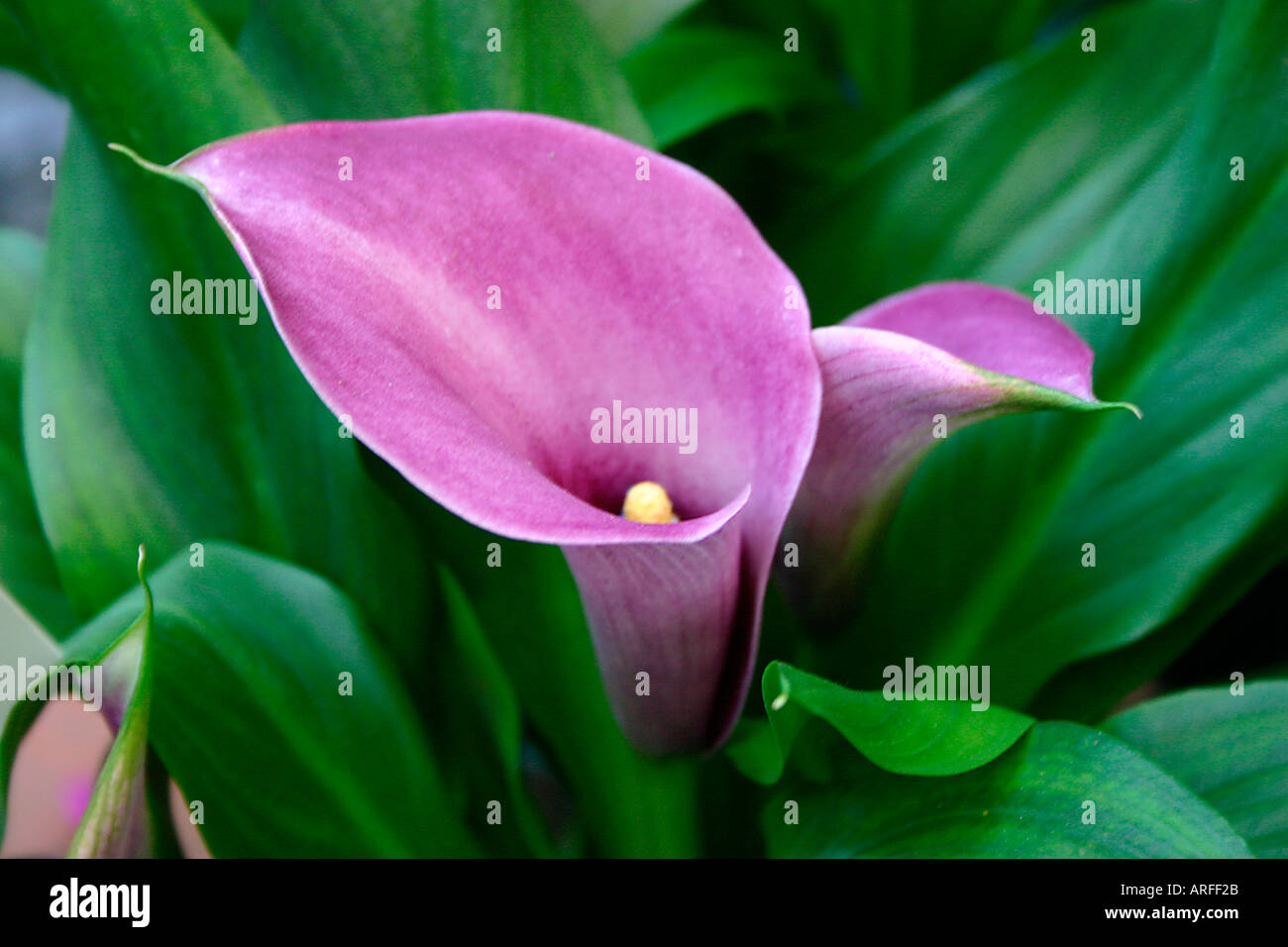 Purple calla lily Stock Photo - Alamy