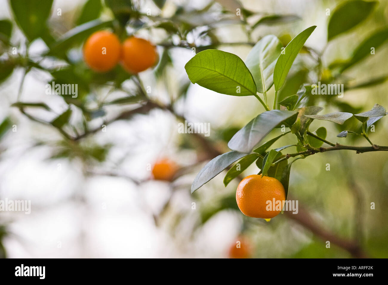 Mandarin orange tree with ripe fruit Citrus reticulata Stock Photo - Alamy