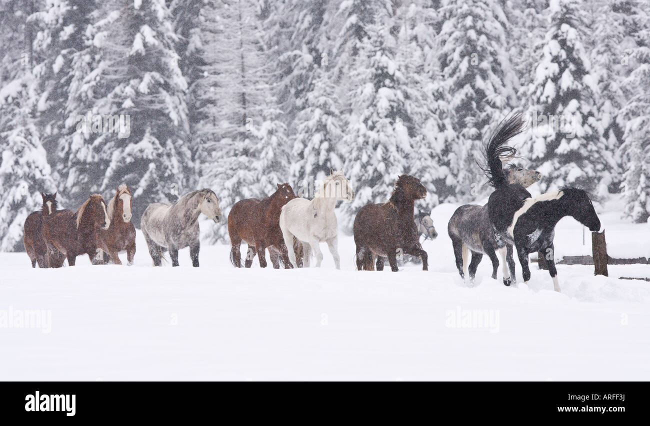 Horses Galloping In Snow