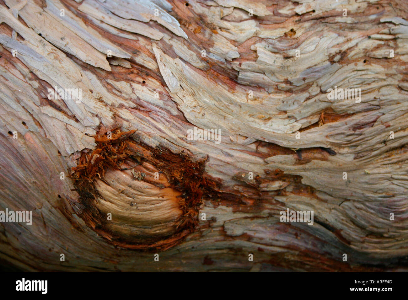 Redwood burl hi-res stock photography and images - Alamy