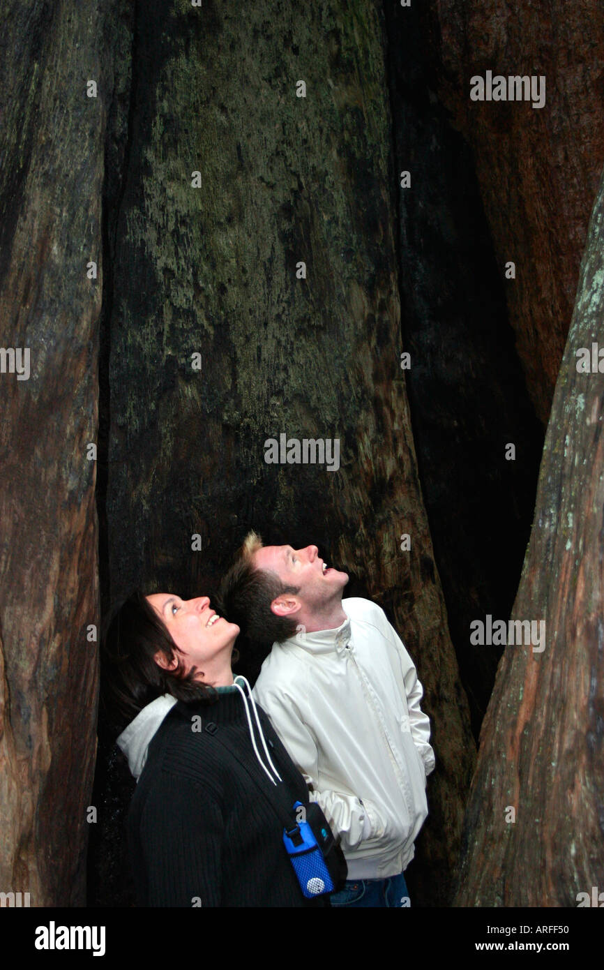 Inside a giant redwood tree Stock Photo - Alamy