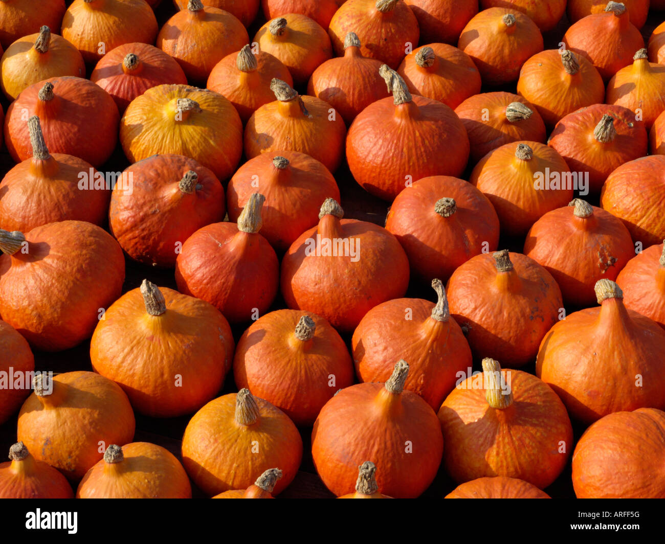 Hokkaido squash (Cucurbita maxima 'Hokkaido' Stock Photo - Alamy