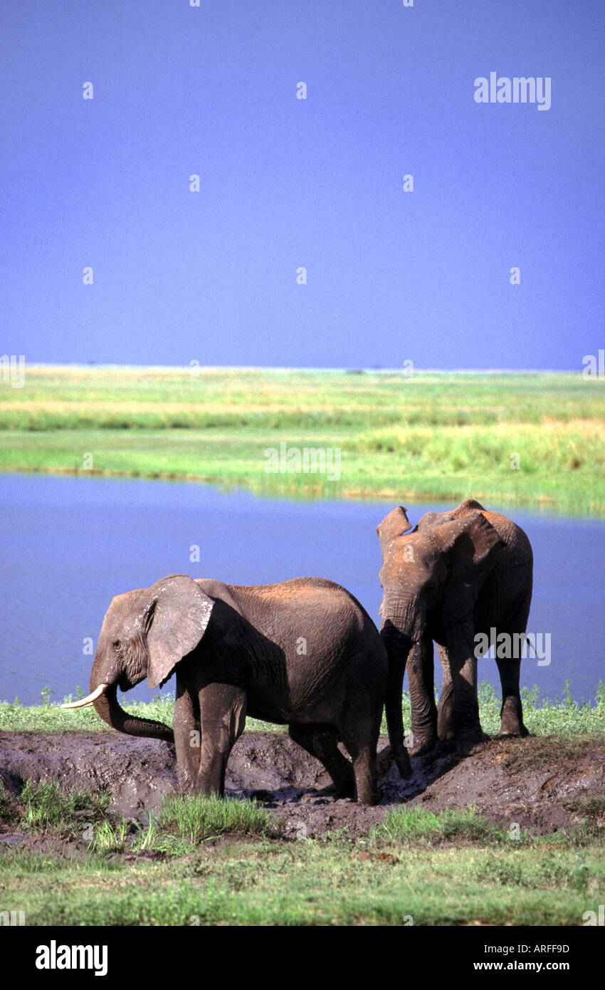 Elephant mud bath in Chobe National Park Botswana Stock Photo - Alamy