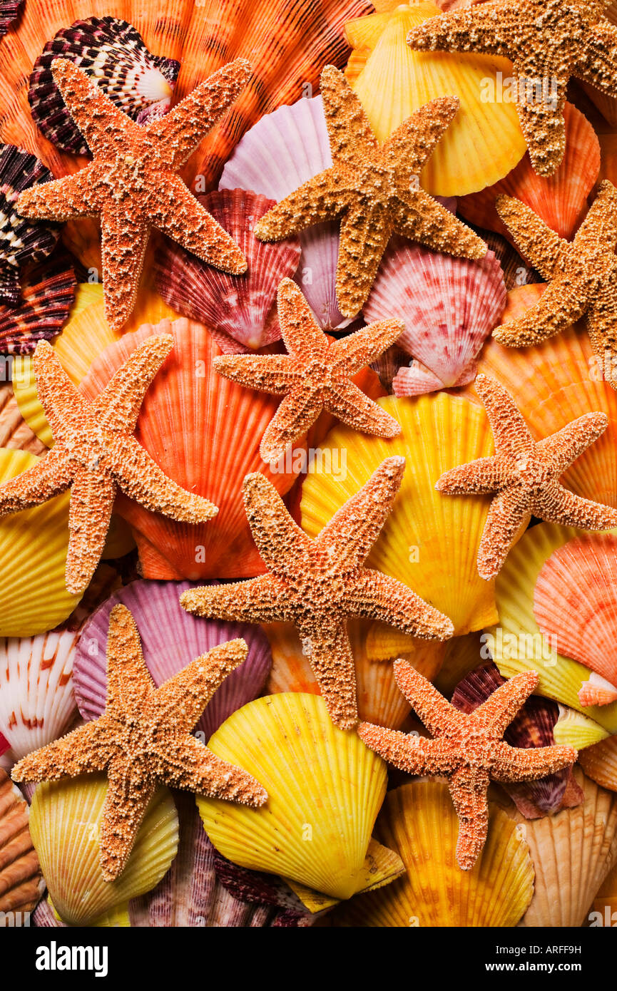 Scallop pile nature yellow seashell seashells hi-res stock photography ...