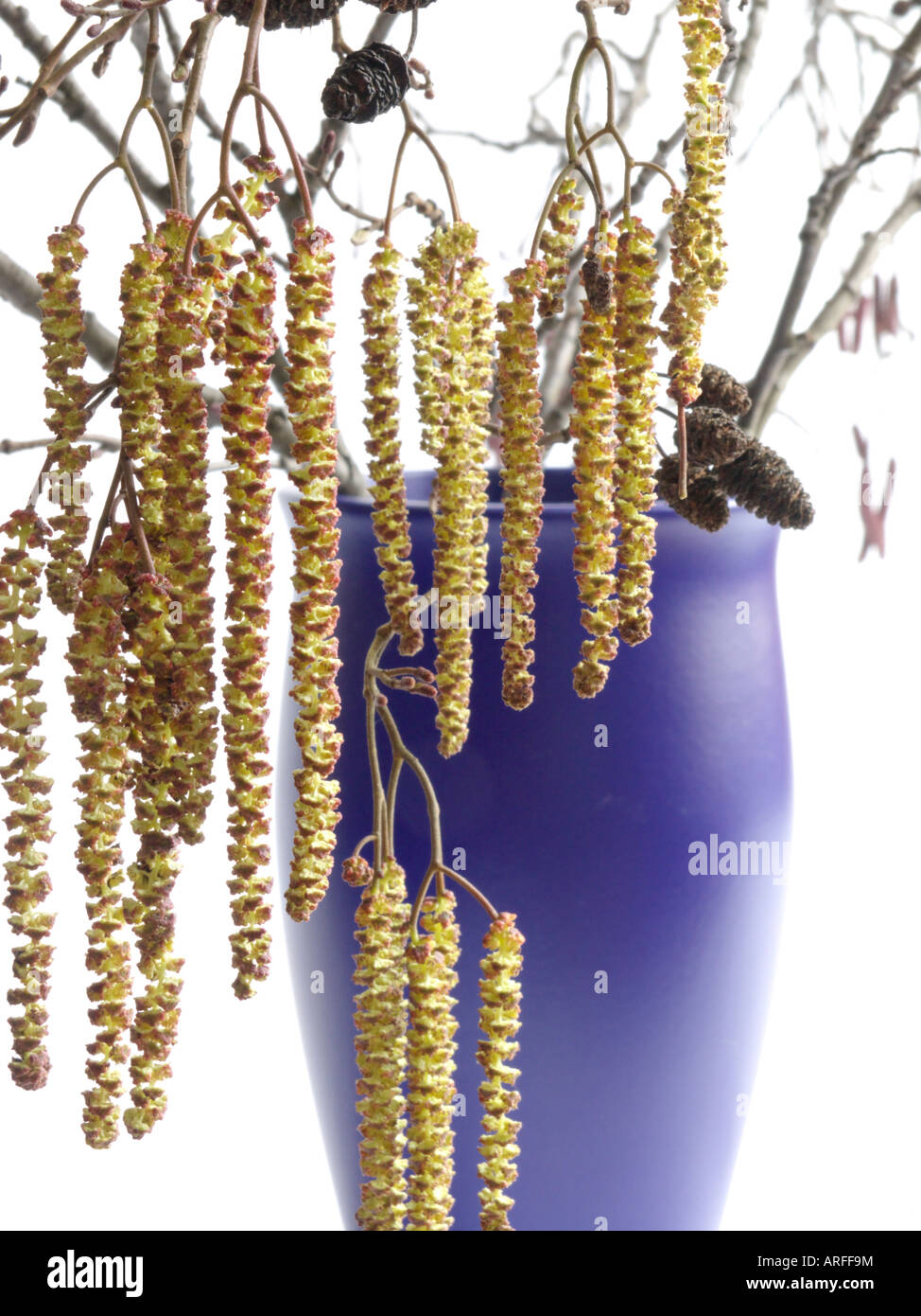 Black alder tree hi-res stock photography and images - Alamy