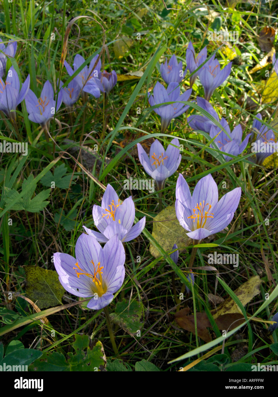 Species crocus hi-res stock photography and images - Alamy