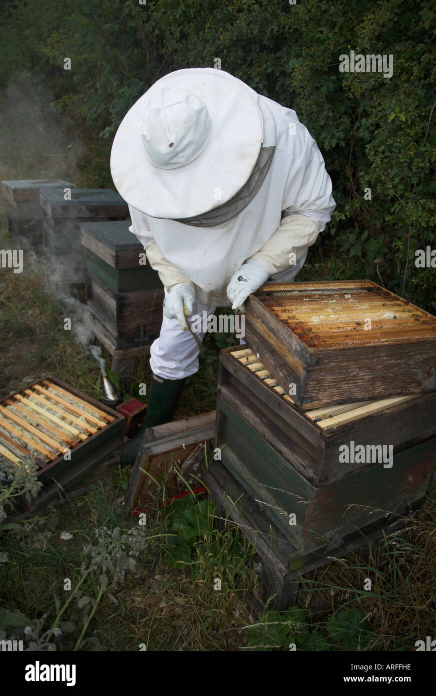 Honeycombe bee hi-res stock photography and images - Alamy
