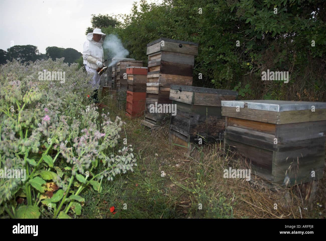 Honeycombe bees hi-res stock photography and images - Alamy