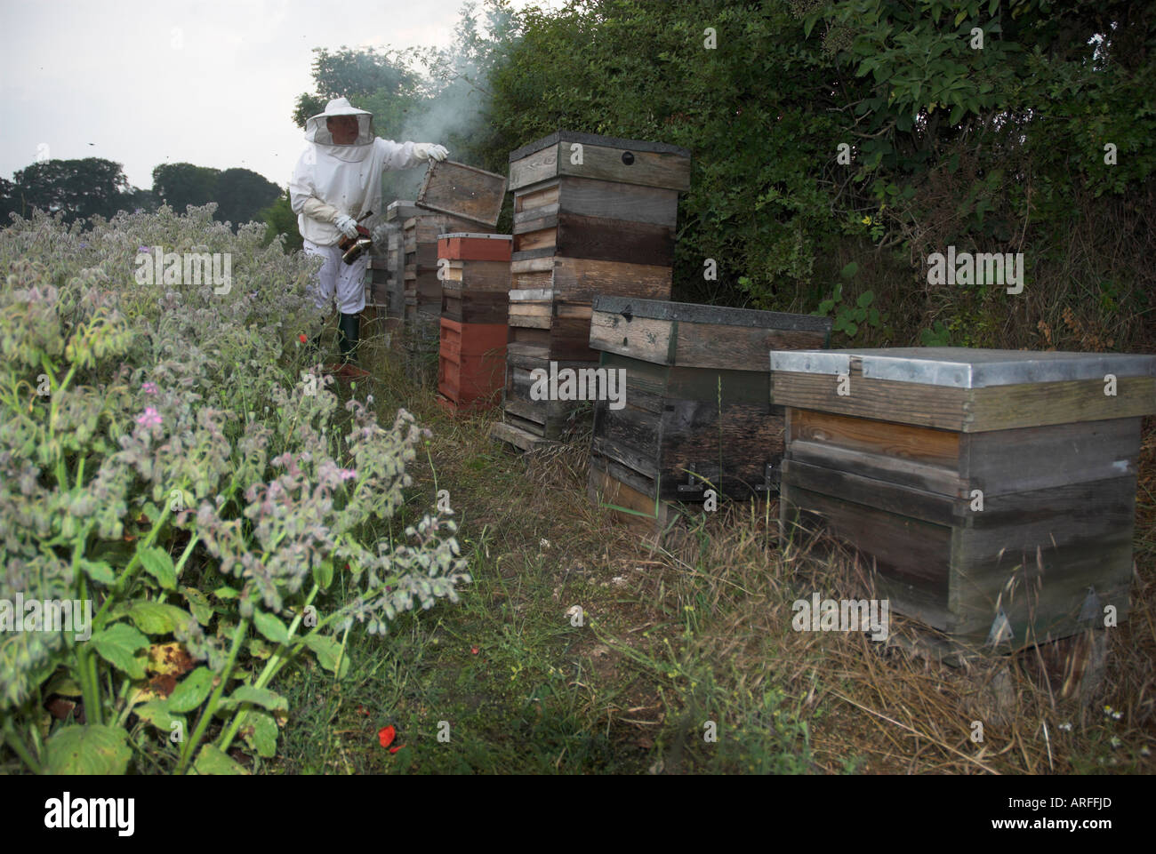 Honeycombe bees hi-res stock photography and images - Alamy