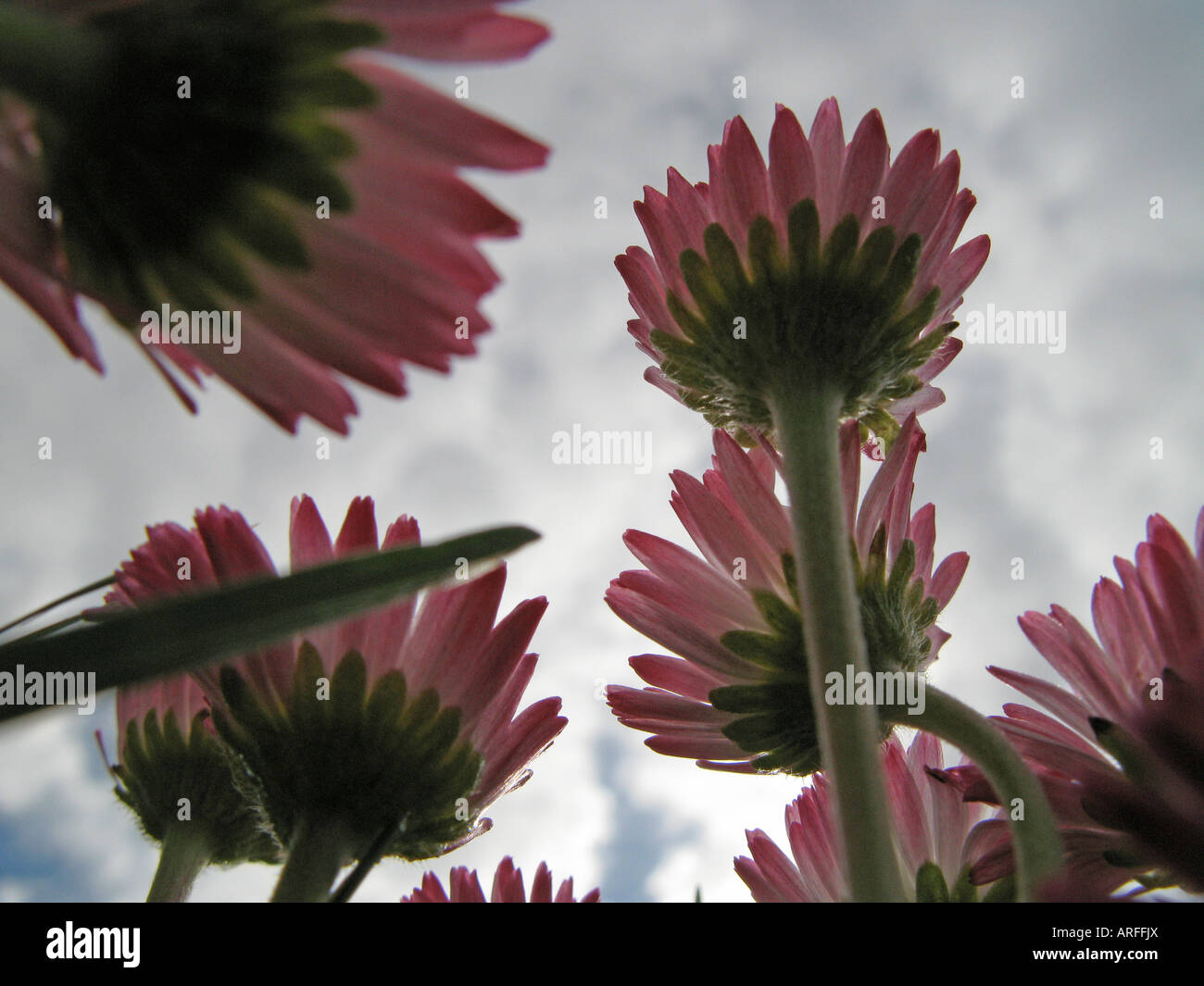 Daisy from underneath hi-res stock photography and images - Alamy