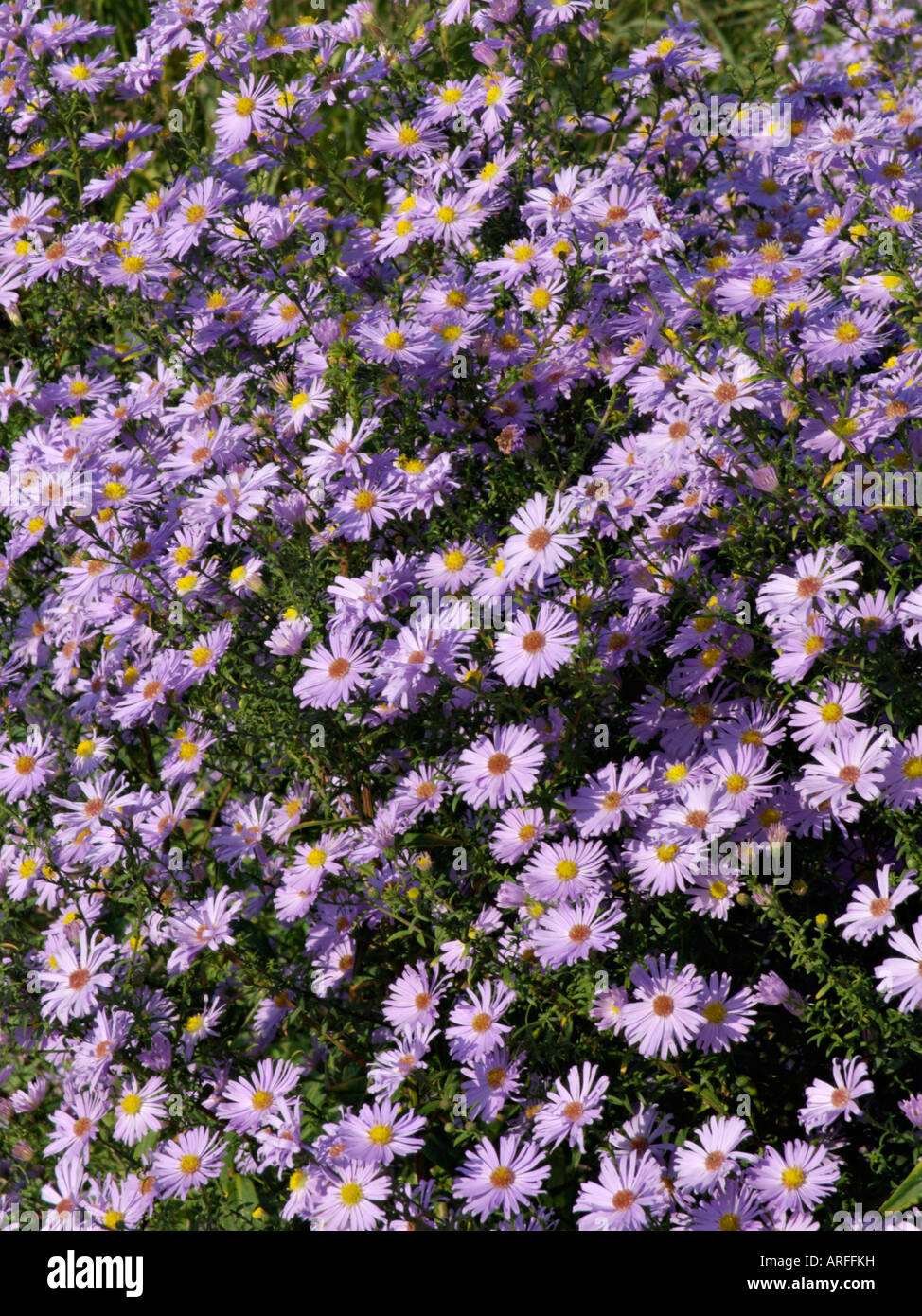 Italian aster (Aster amellus 'Rosa Erfüllung' Stock Photo - Alamy