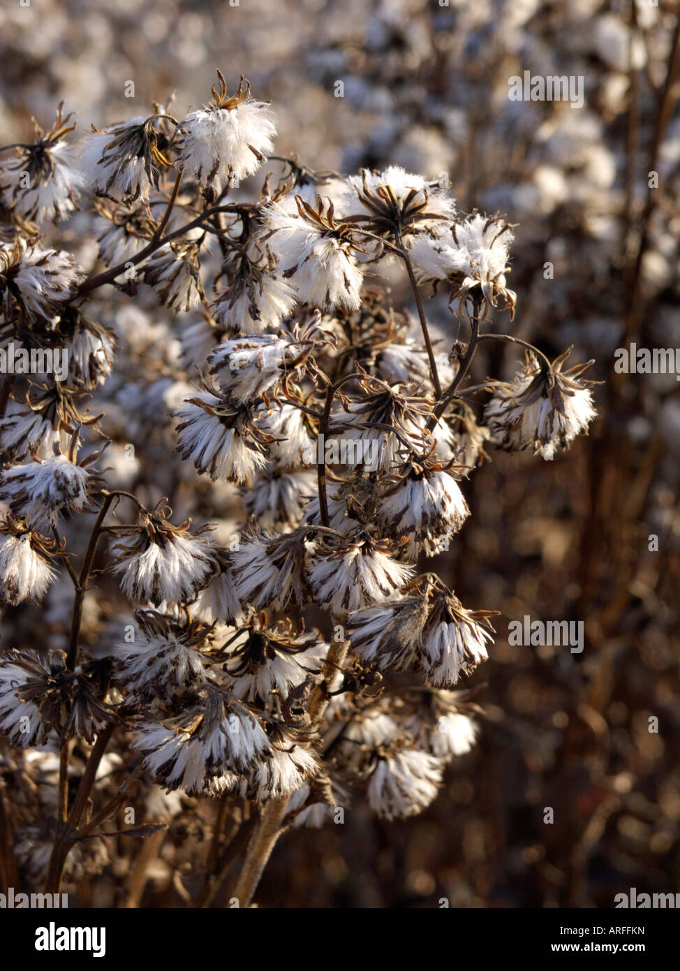 Sweet Indian plantain (Cacalia suaveolens Stock Photo - Alamy