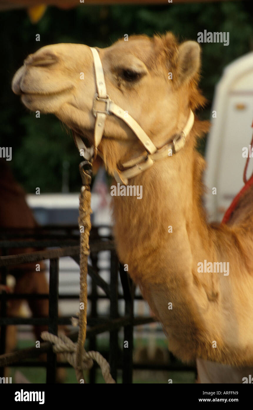 Kelly Miller Circus USA America American camel Stock Photo - Alamy