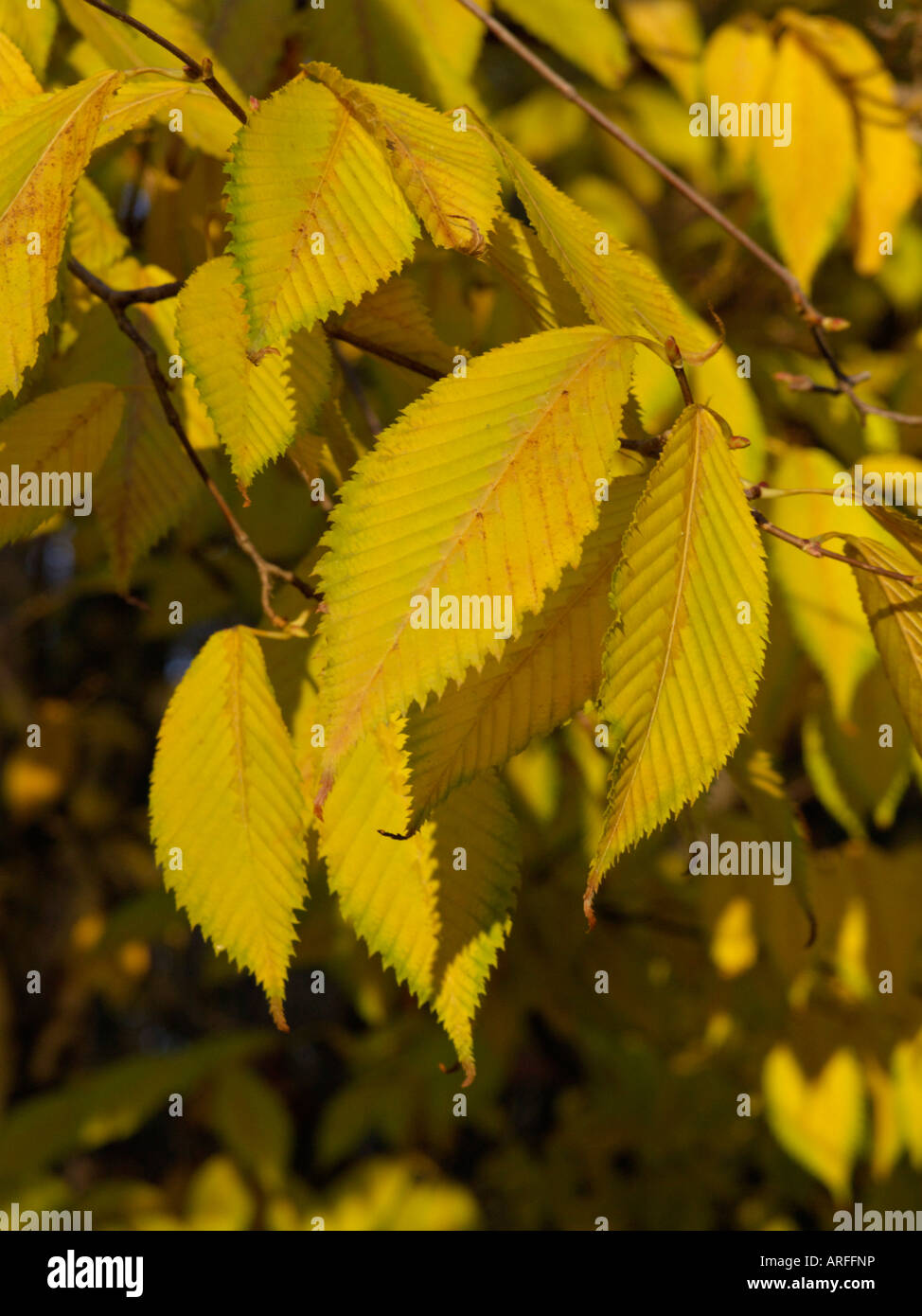 Hornbeam maple hi-res stock photography and images - Alamy