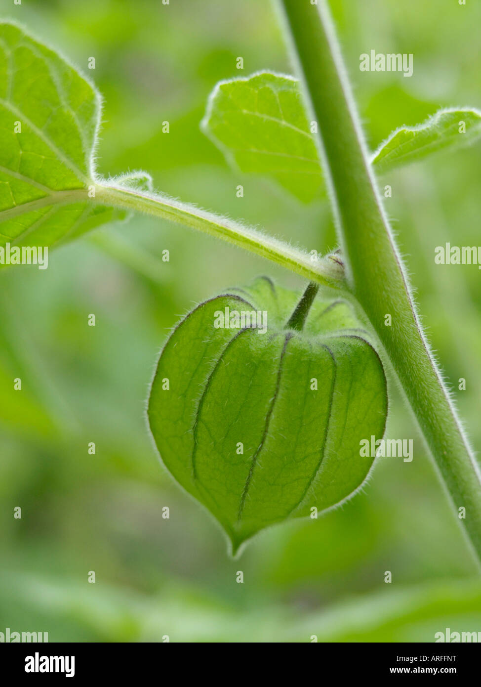 Strawberry tomato (Physalis pruinosa Stock Photo - Alamy
