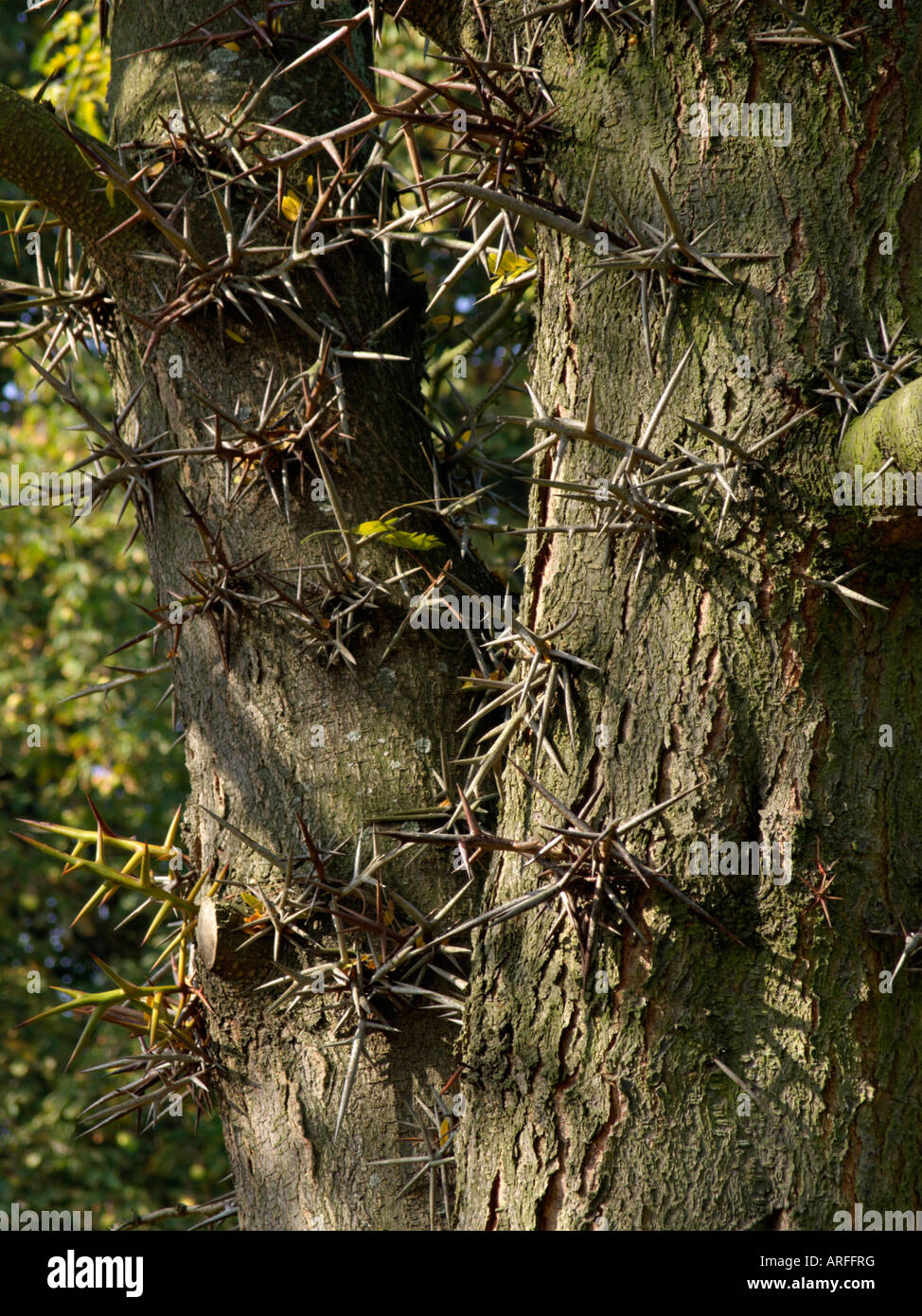 Honey locust tree bark hi-res stock photography and images - Alamy Honey locust tree bark hi-res stock photography and images - Alamy