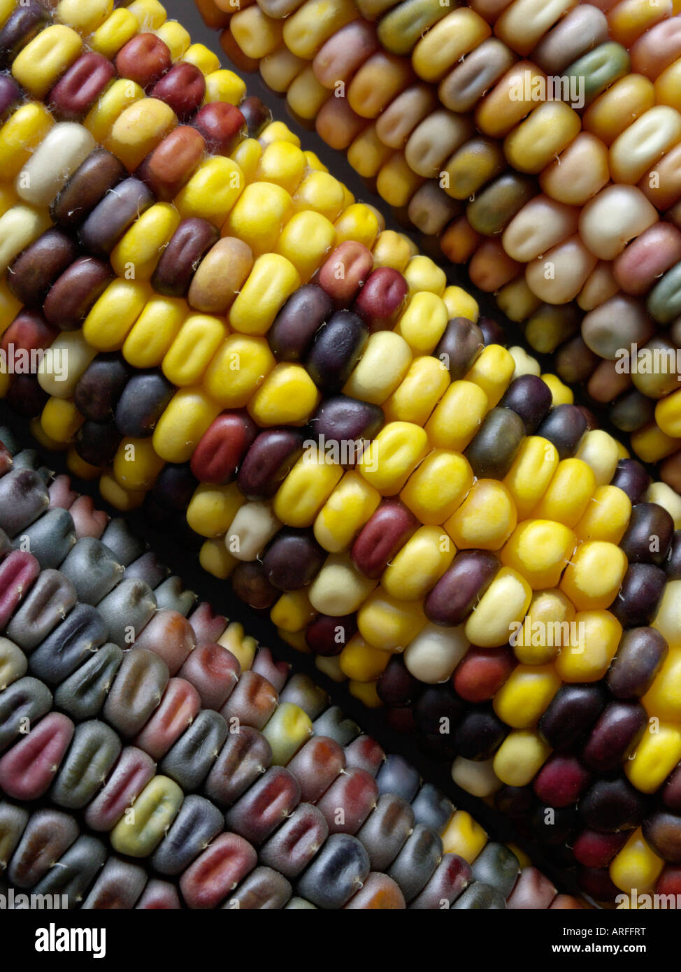 Corn (Zea mays Stock Photo - Alamy