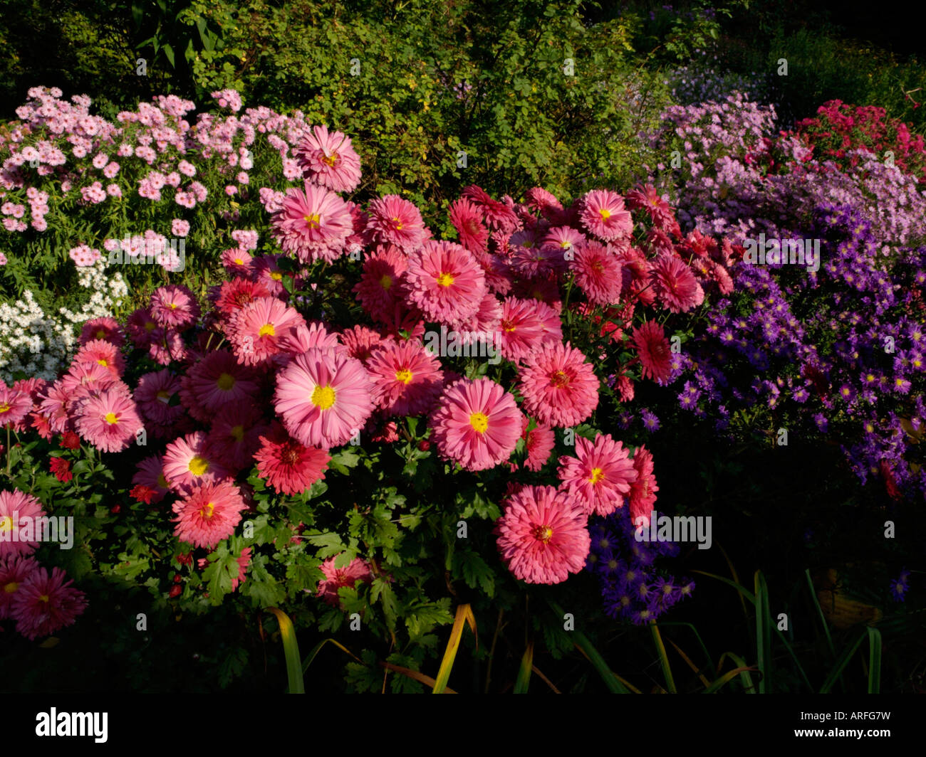 Chrysanthemum (Chrysanthemum indicum 'Cinderella' Stock Photo - Alamy