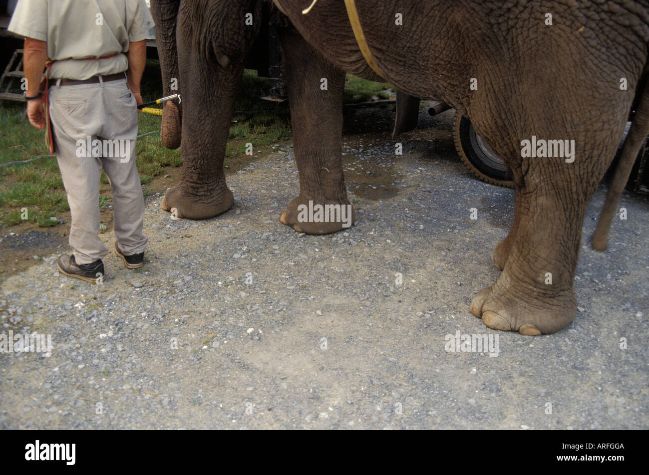 Kelly Miller Circus USA America American elephant trainer handler Stock ...