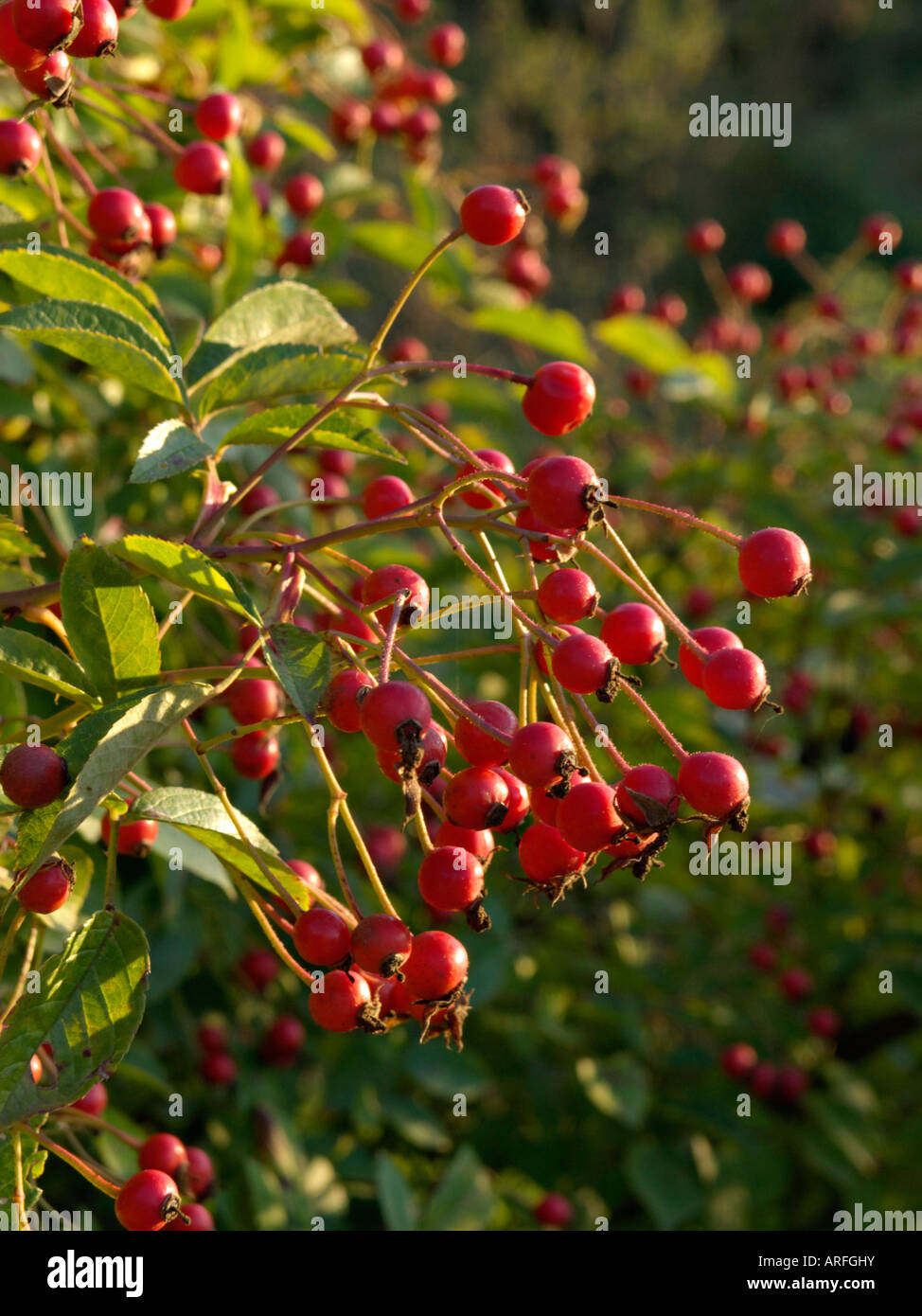 Helen Wilson's rose (Rosa helenae Stock Photo - Alamy