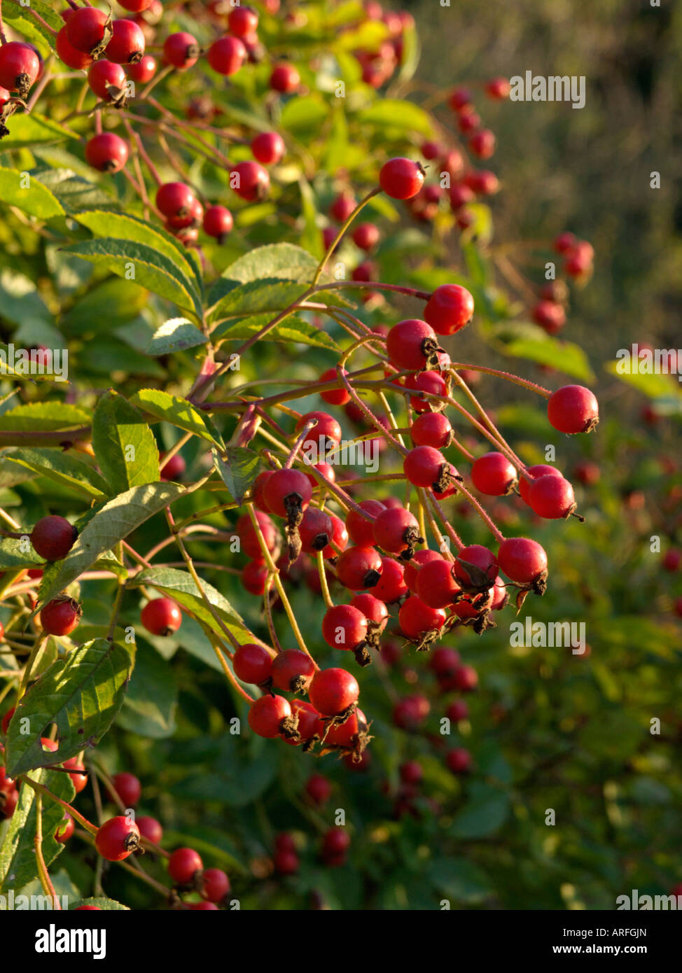 Rose helen hi-res stock photography and images - Alamy