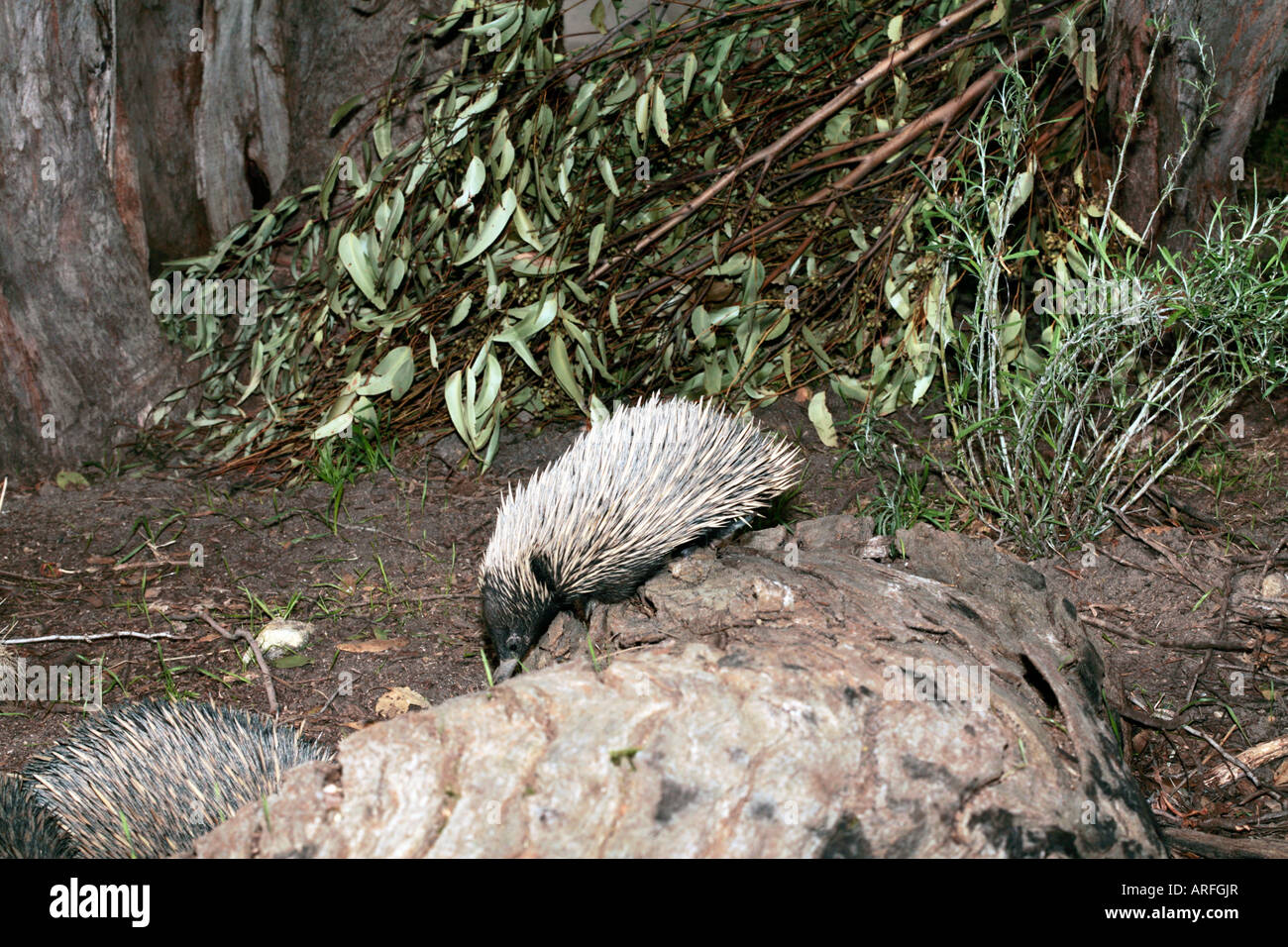Short-beaked Echidna- Tachyglossus aculeatus-Family Tachyglossidae ...