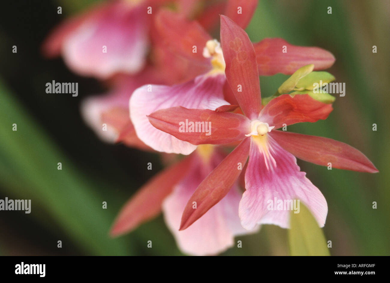 Pansy Orchid (Miltonia spectabilis 'Bellevue', Miltonia spectabilis ...