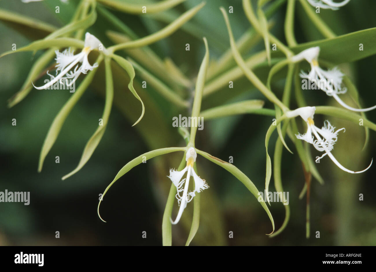 Ciliare hi-res stock photography and images - Alamy