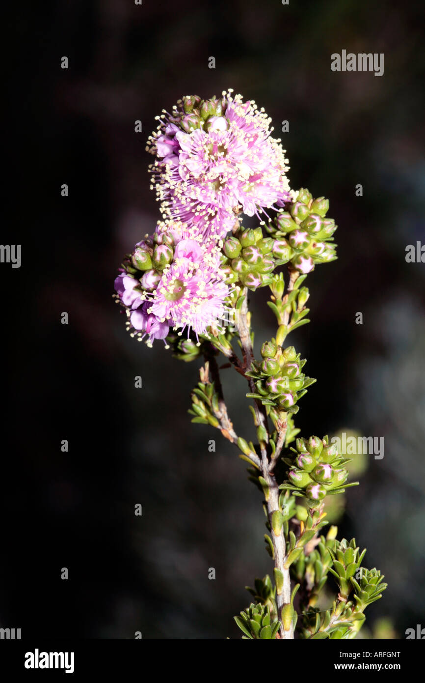 Kunzea australian native flora hi-res stock photography and images - Alamy