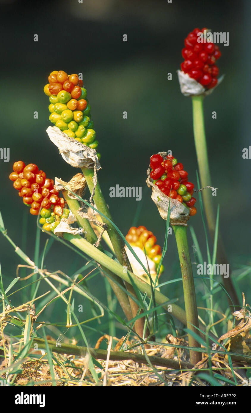 Italian Arums High Resolution Stock Photography and Images - Alamy