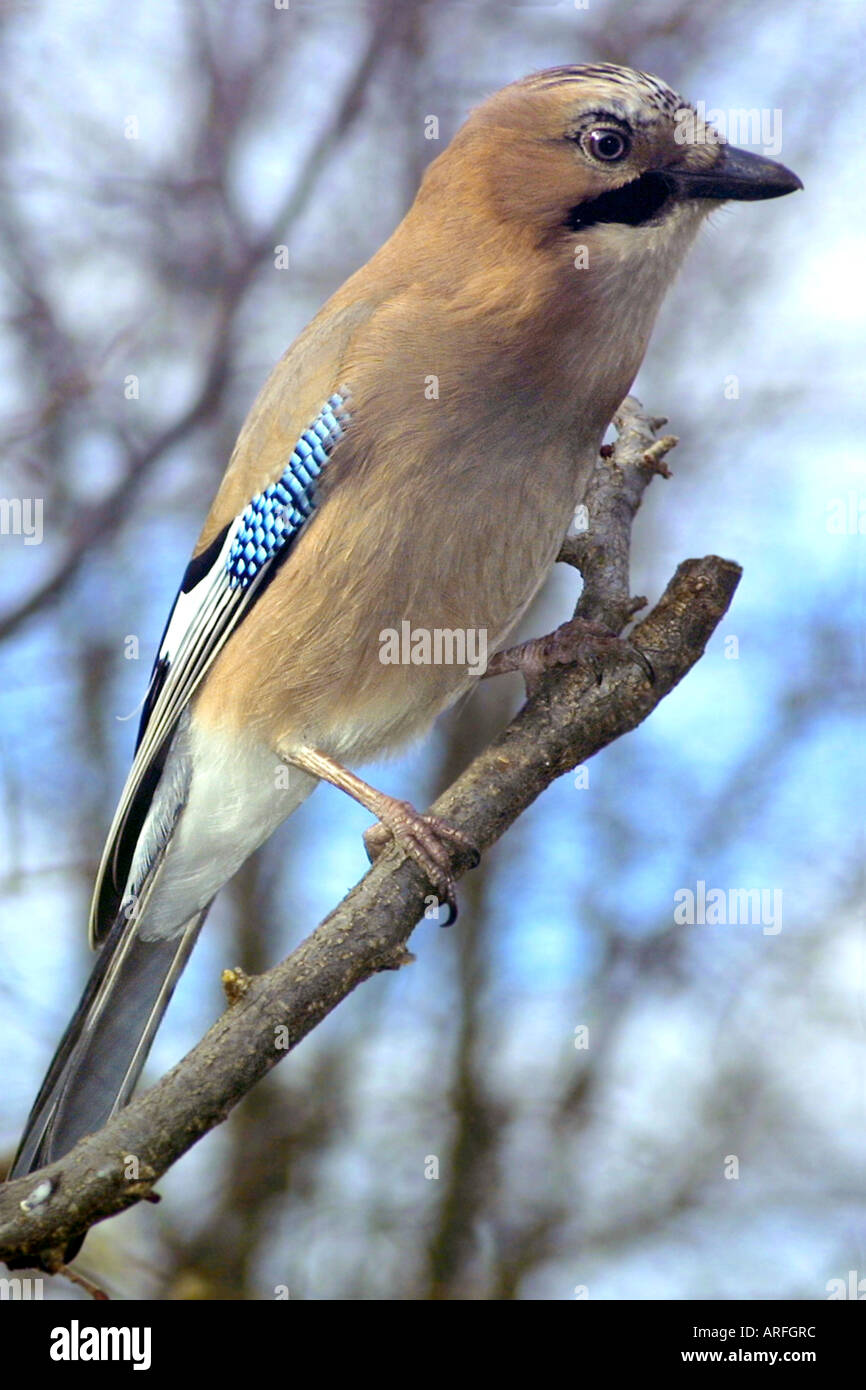 Garrulus glandarius fence hi-res stock photography and images - Alamy