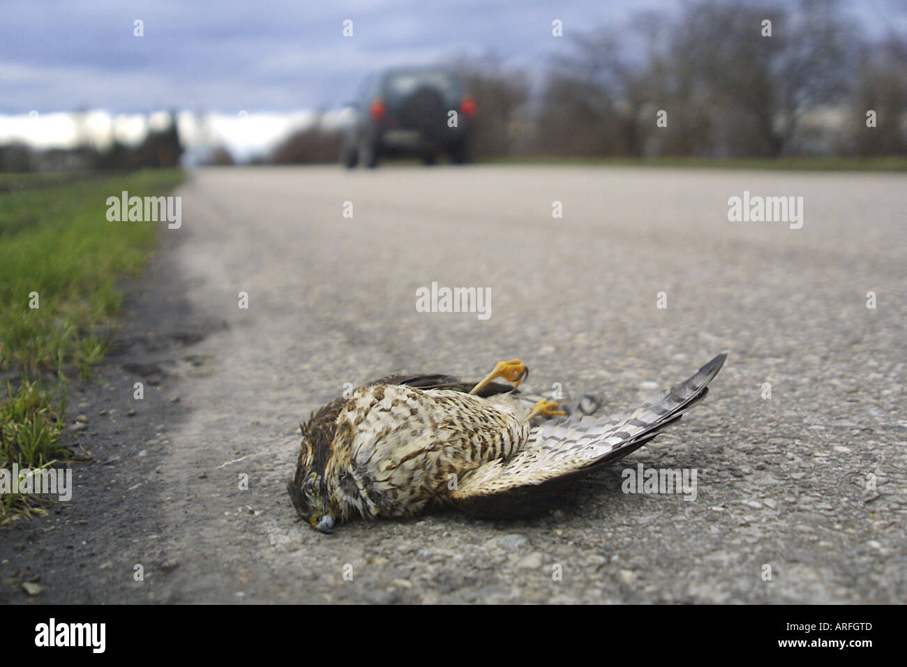 Hawk cars hi-res stock photography and images - Alamy