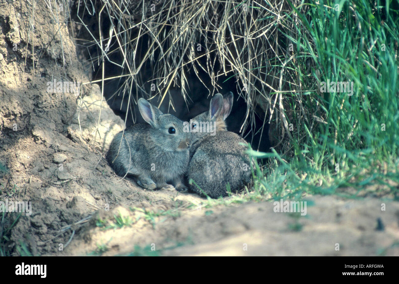 European rabbit (Oryctolagus cuniculus), two animals in front of their ...