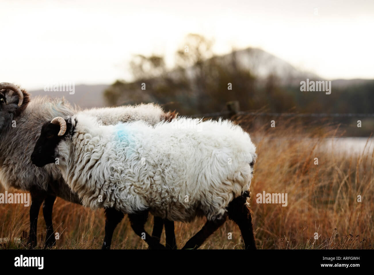Galway inagh valley road hi-res stock photography and images - Alamy