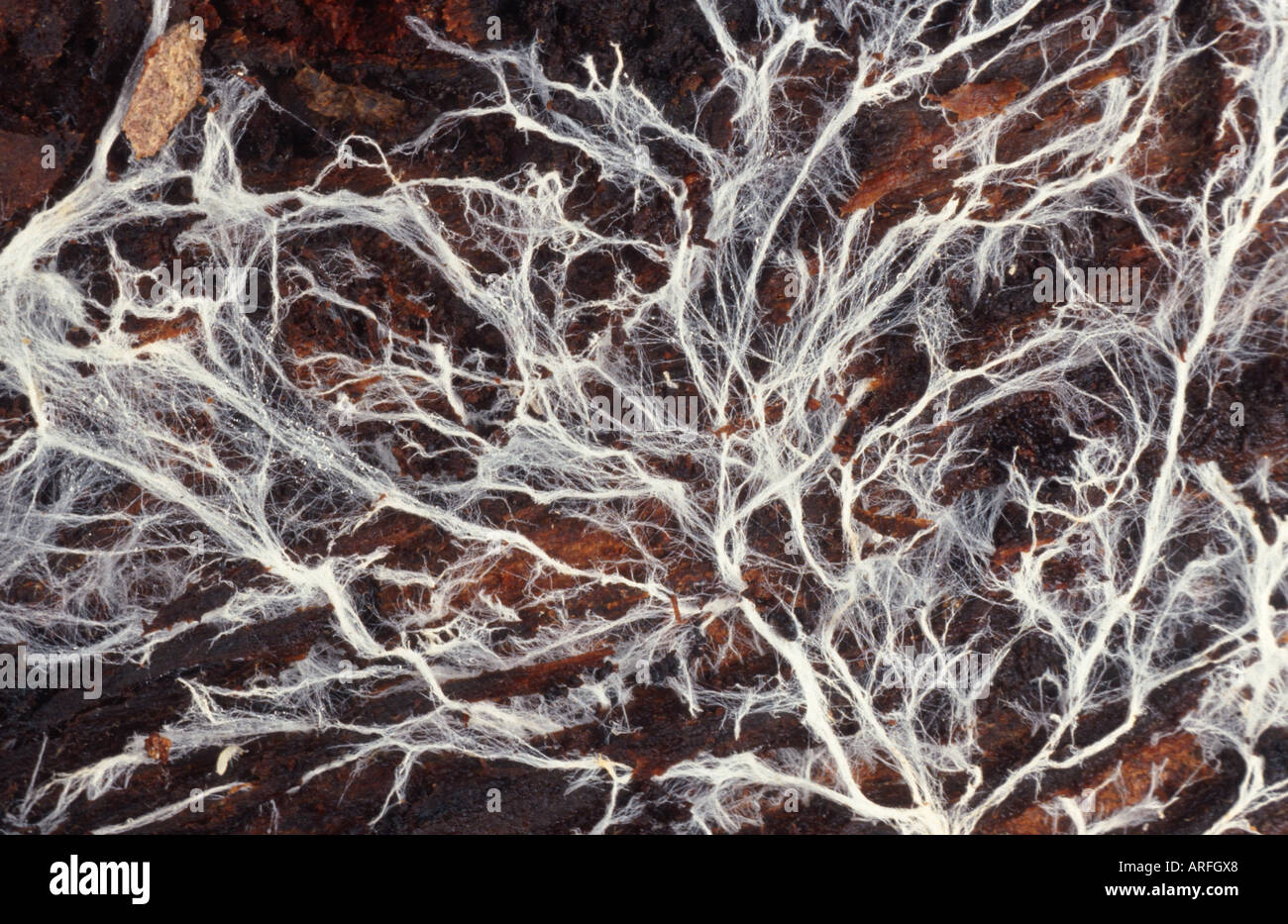 Mycelium hi-res stock photography and images - Alamy