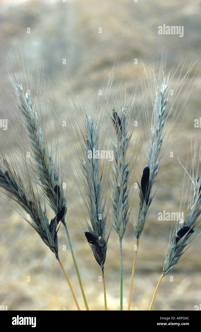 Ergot grass hi-res stock photography and images - Alamy