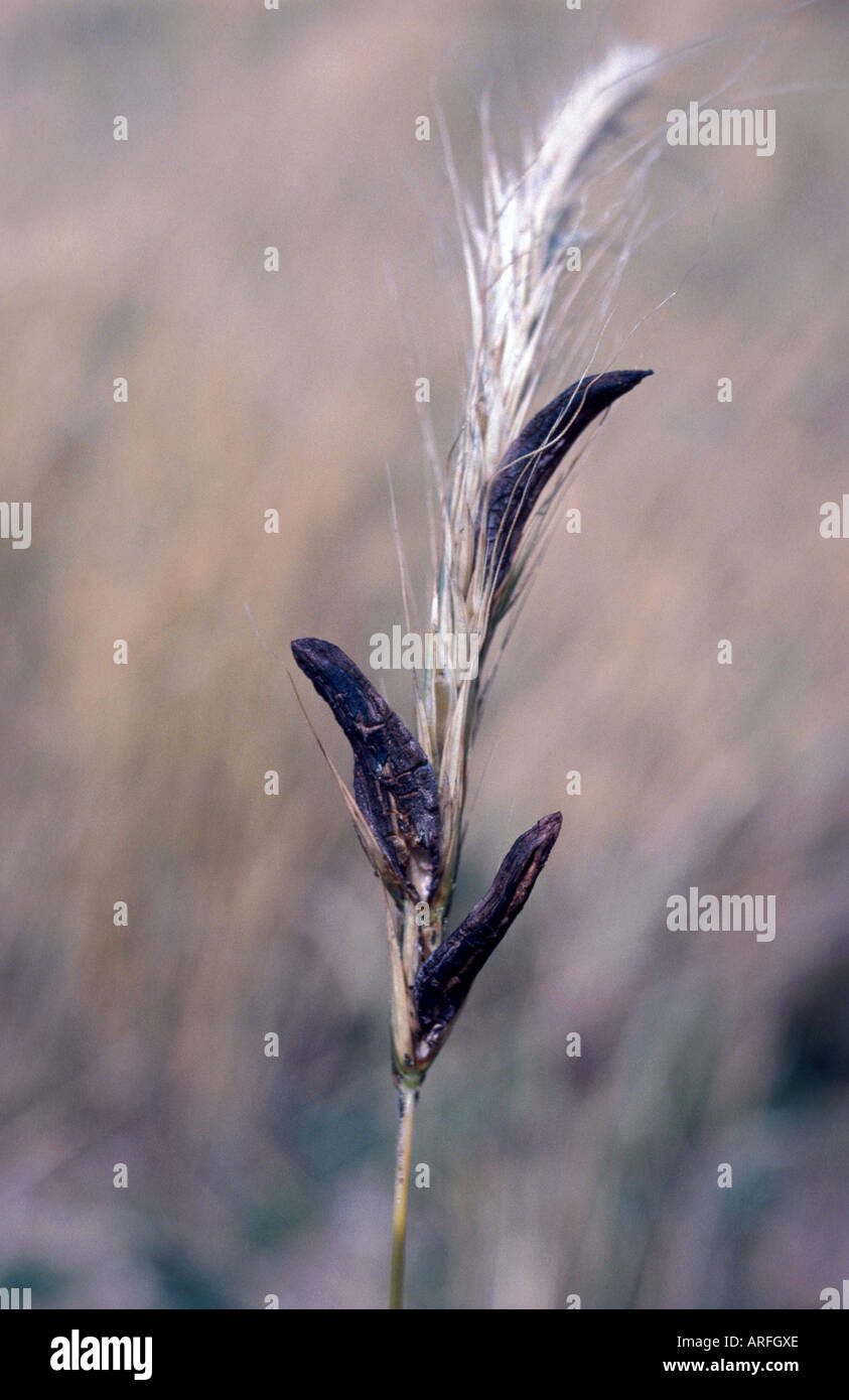 Ergot fruiting hi-res stock photography and images - Alamy
