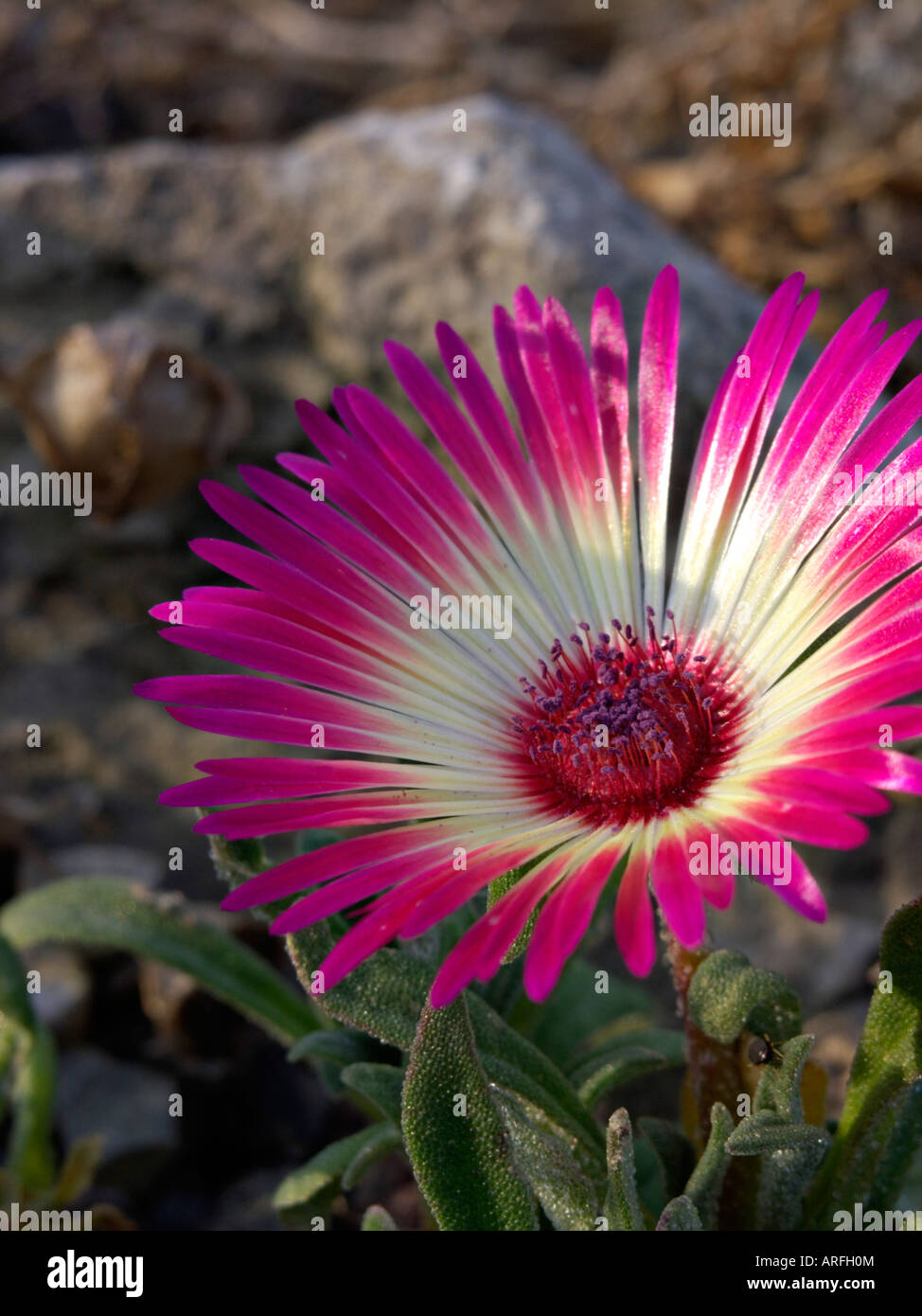 Bellidiformis hi-res stock photography and images - Alamy