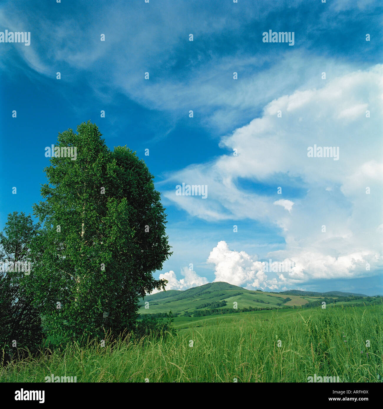Meadows and birch tree grove. Altai foothills, Siberia, Russia Stock ...