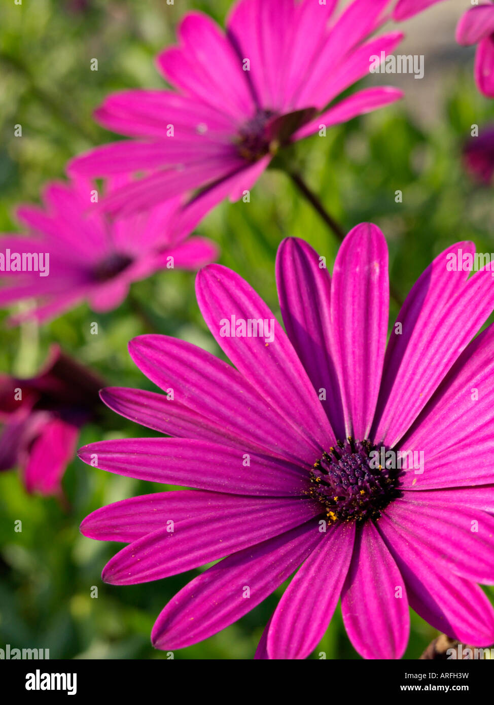 Cape marguerite (Osteospermum ecklonis syn. Dimorphotheca ecklonis ...