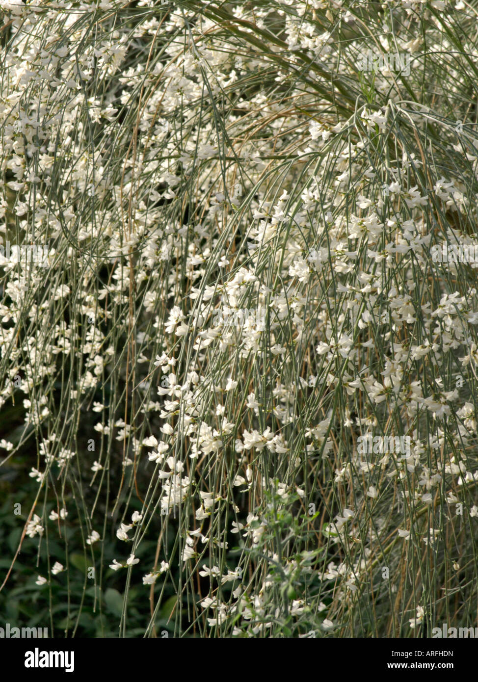 White broom (Retama monosperma Stock Photo - Alamy