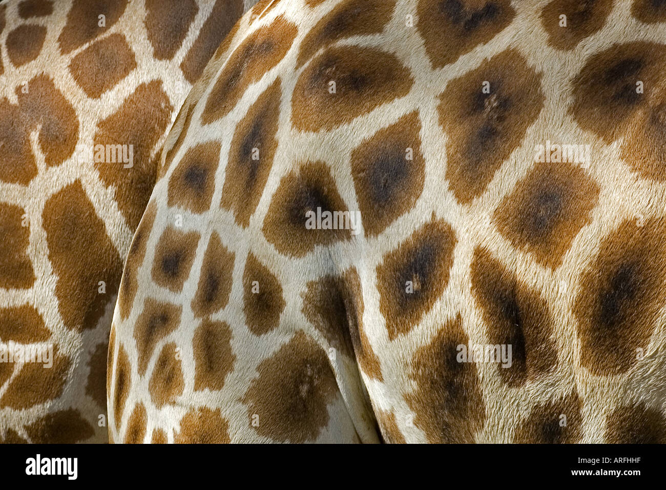 Pattern giraffes fur hi-res stock photography and images - Alamy