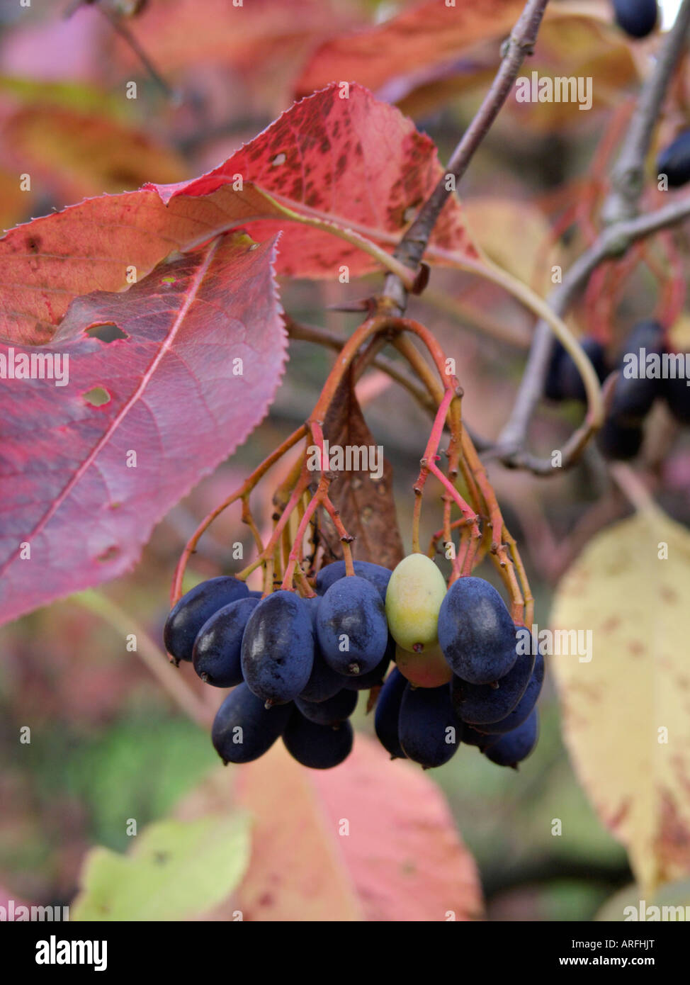Nannyberry (Viburnum lentago Stock Photo - Alamy